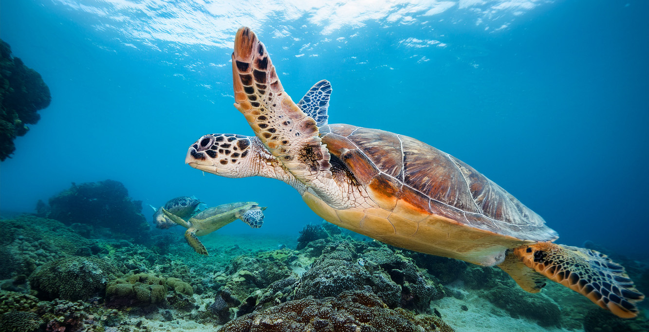 TURTLE WATCH – Sea Trail Villas